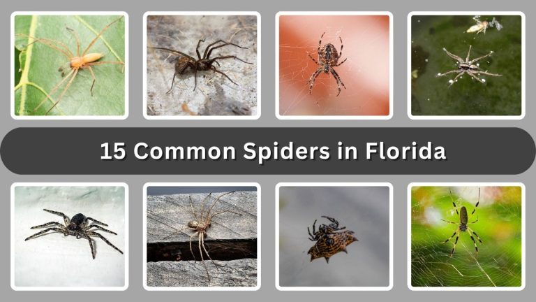 15 Common Spiders in Florida: Identification with Pictures
