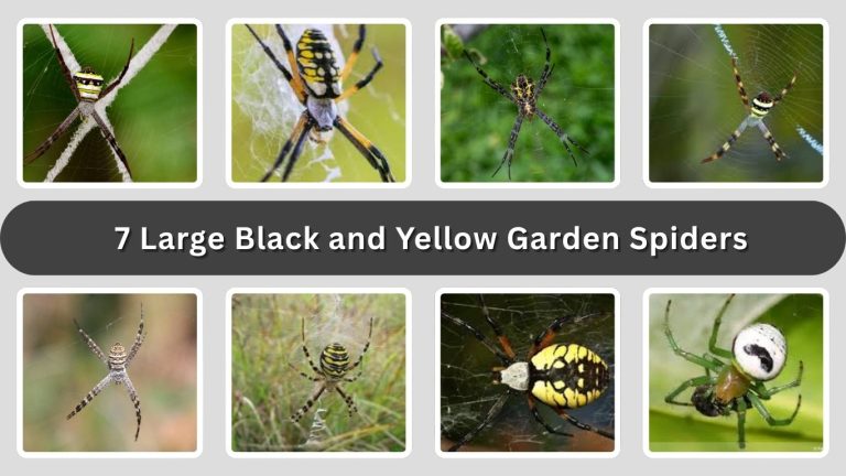 7 Large Black and Yellow Garden Spiders (ID with Pictures)