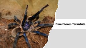 15 Types of Blue Spiders: Identification with Picture