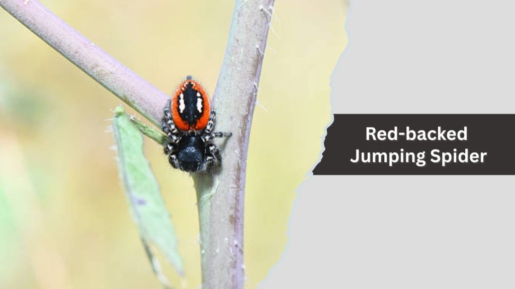 27 Types of Jumping Spiders: Identification with Pictures