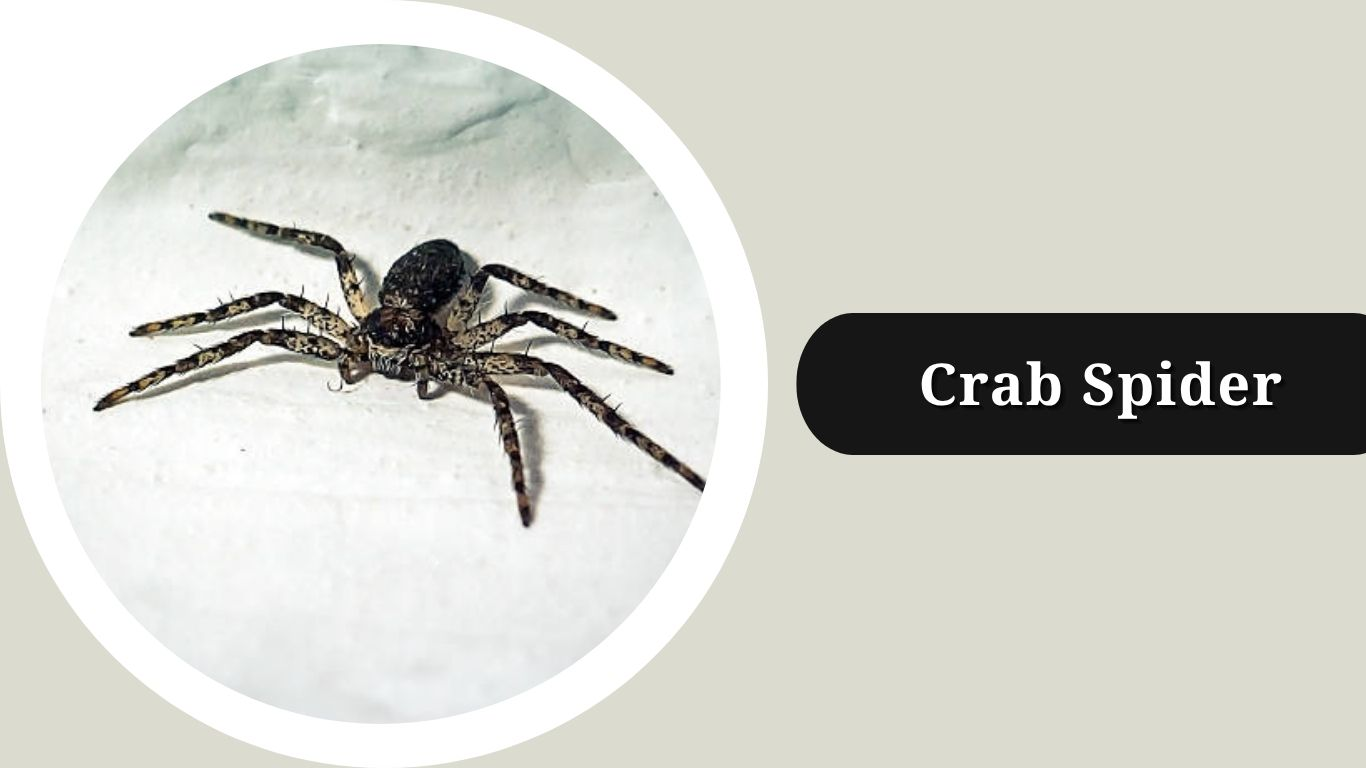 15 Common Spiders in Florida: Identification with Pictures