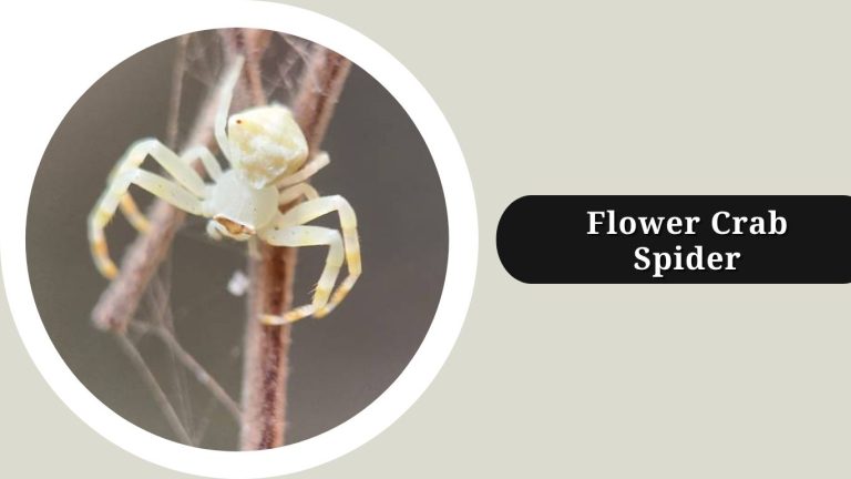 15 Types of Yellow Spiders: Identification with Pictures