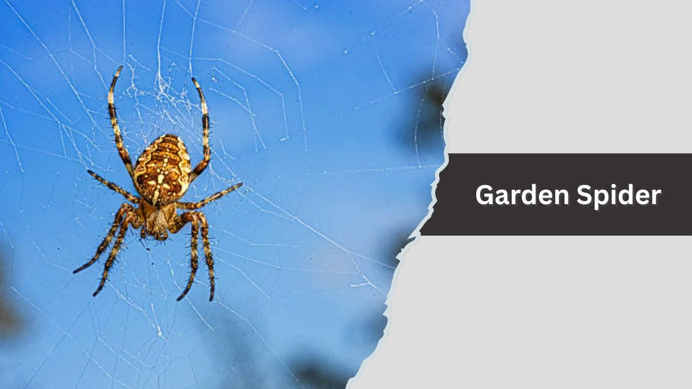 20 Common Types of Spiders Found in India (ID with Pictures)