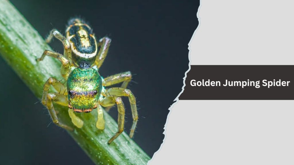 27 Types of Jumping Spiders: Identification with Pictures