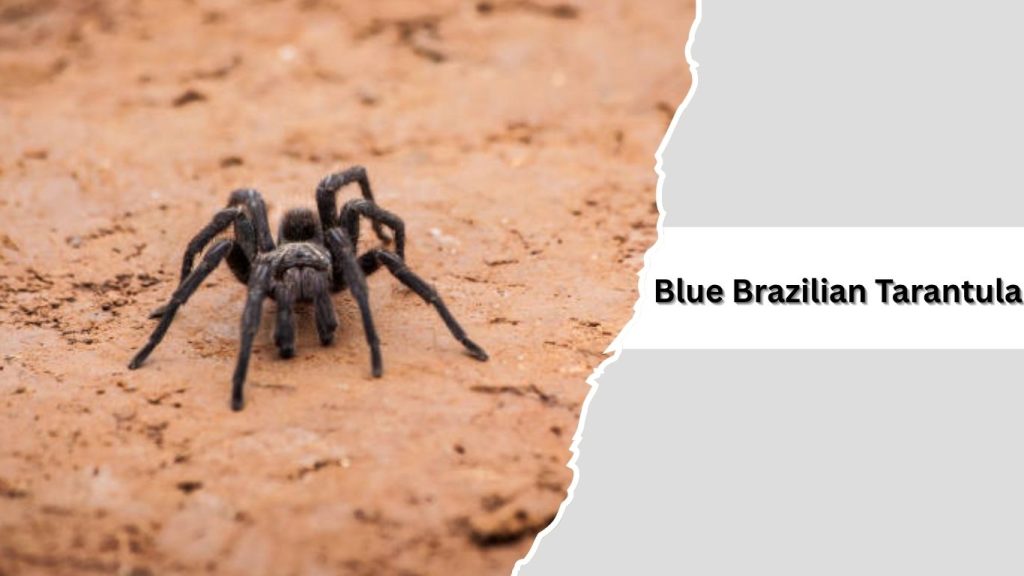 15 Types of Blue Spiders: Identification with Picture