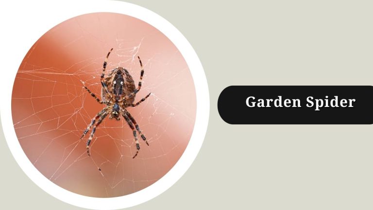 15 Common Spiders in Florida: Identification with Pictures