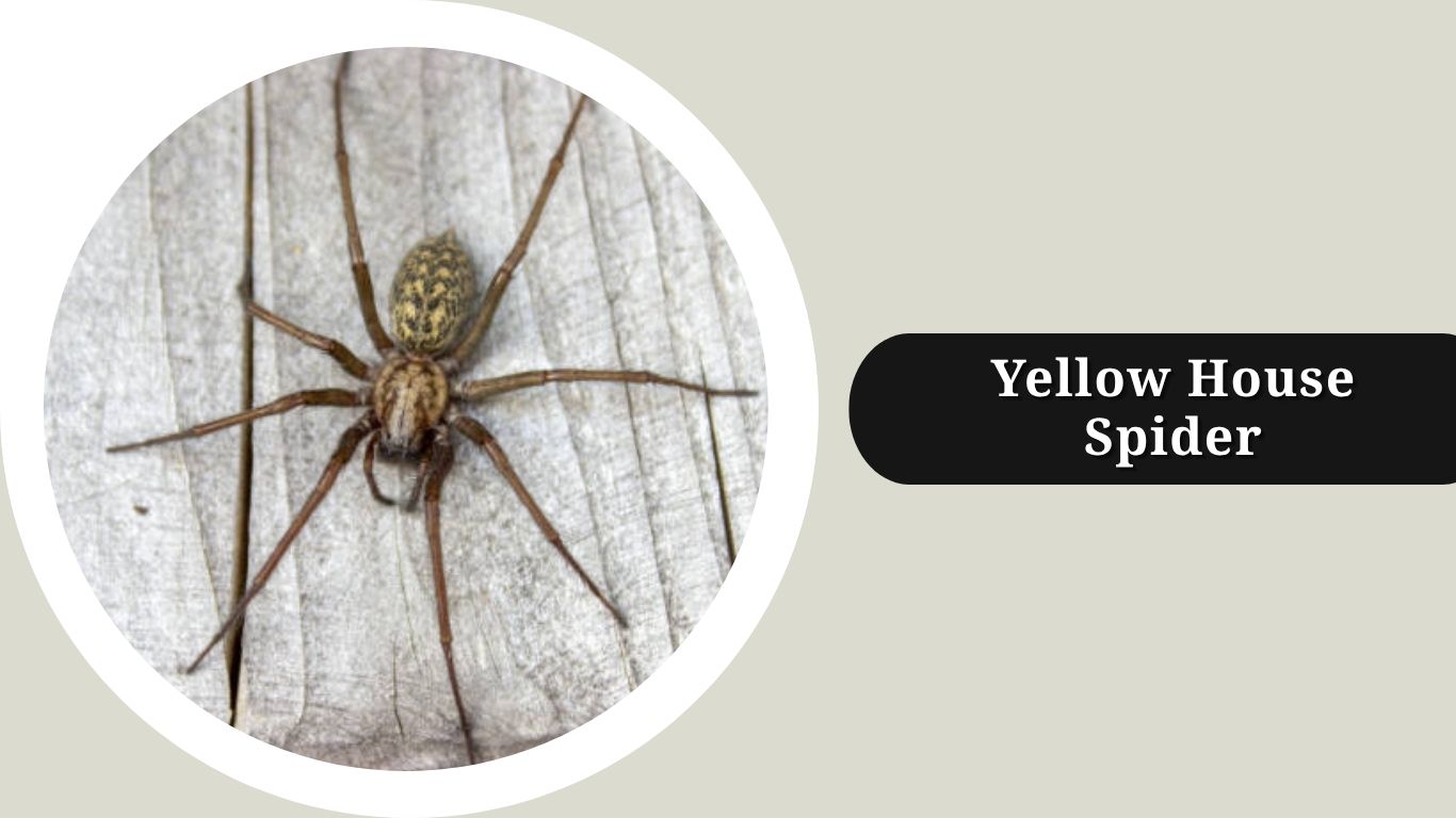 15 Types of Yellow Spiders: Identification with Pictures