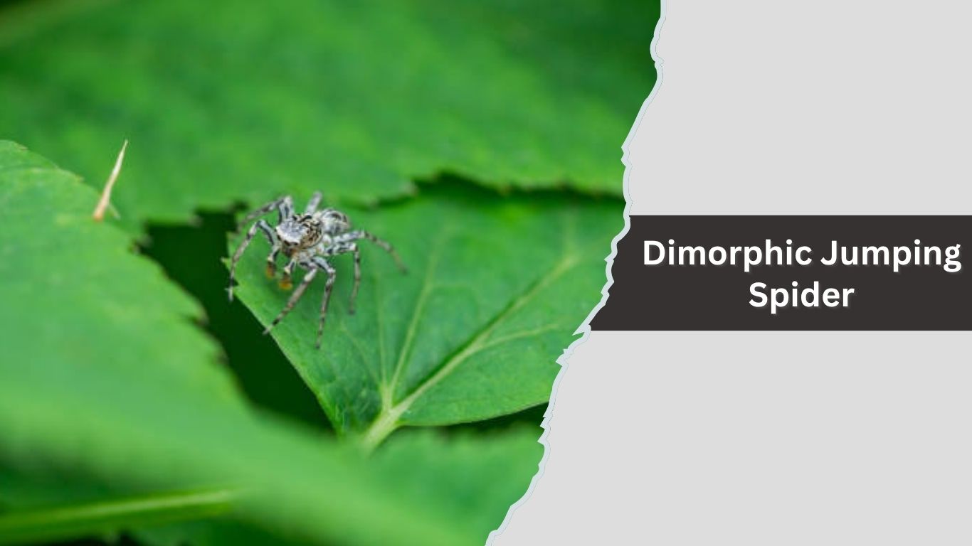 27 Types of Jumping Spiders: Identification with Pictures