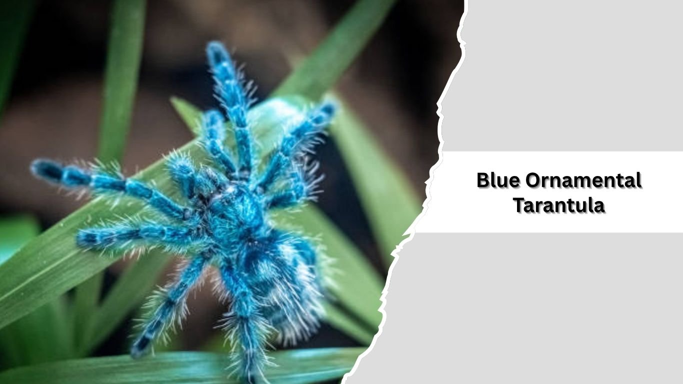 15 Types of Blue Spiders: Identification with Picture