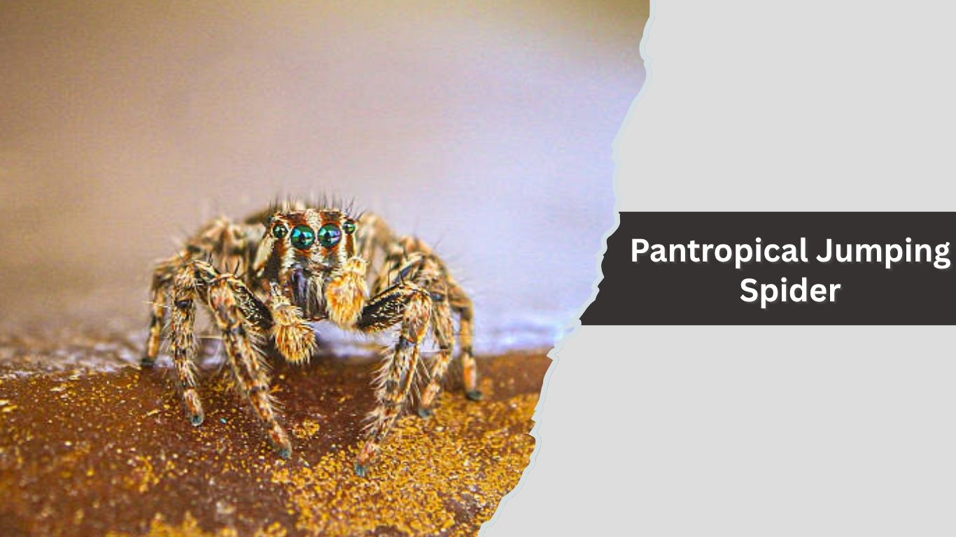 27 Types of Jumping Spiders: Identification with Pictures