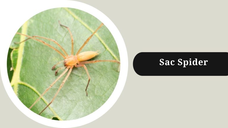 15 Common Spiders in Florida: Identification with Pictures