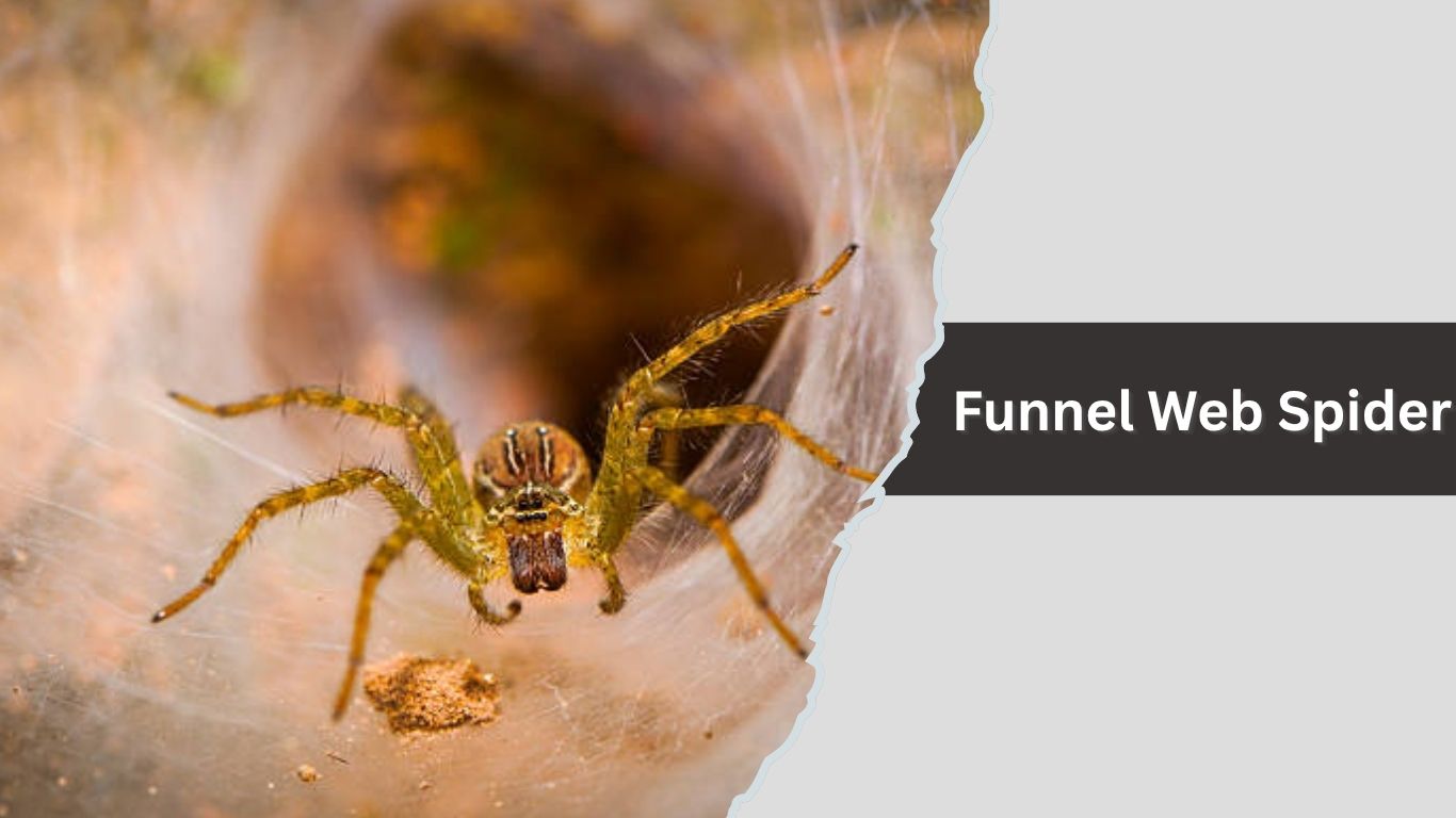 20 Common Types of Spiders Found in India (ID with Pictures)