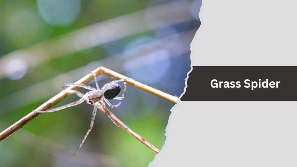 20 Common Types of Spiders Found in India (ID with Pictures)