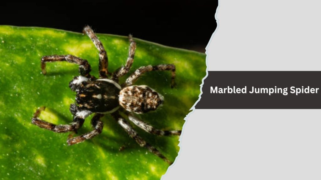 27 Types of Jumping Spiders: Identification with Pictures