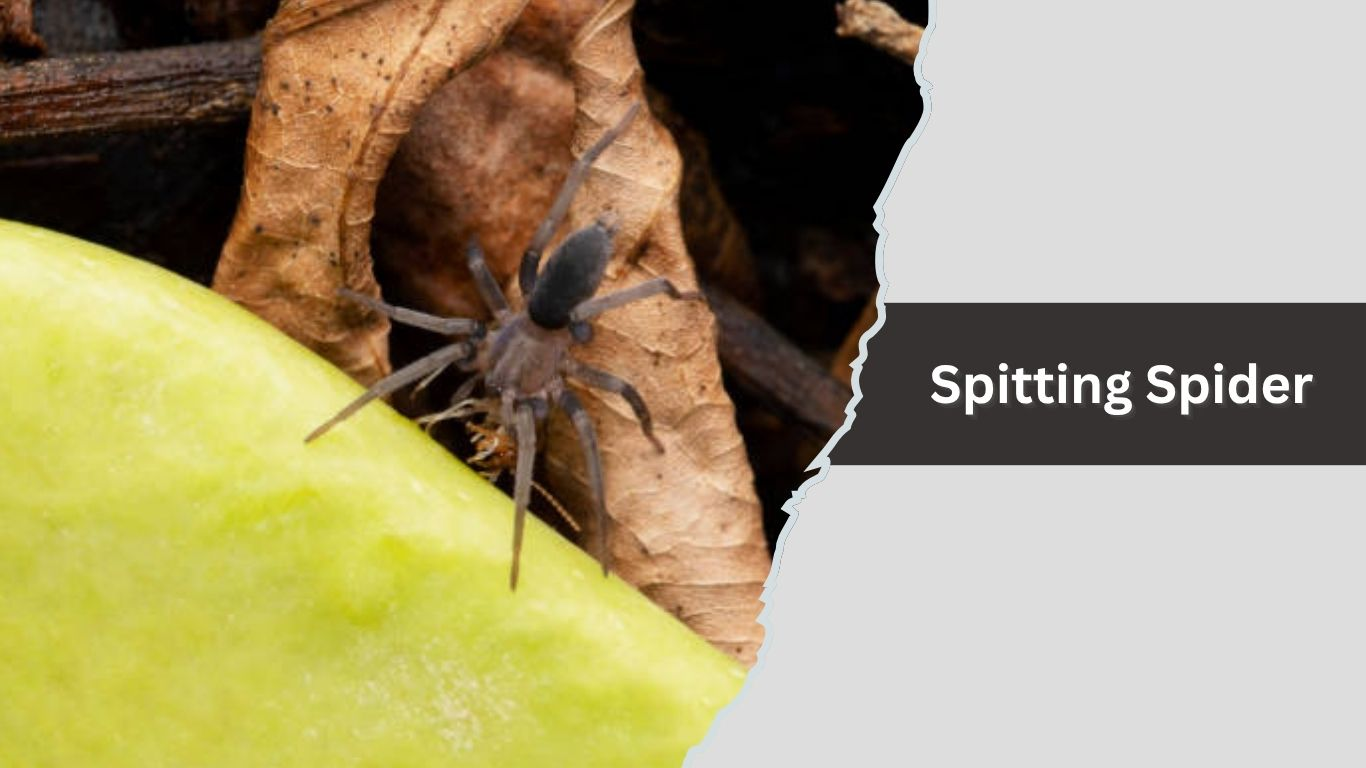 20 Common Types of Spiders Found in India (ID with Pictures)