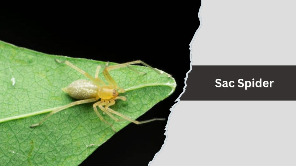 20 Common Types of Spiders Found in India (ID with Pictures)