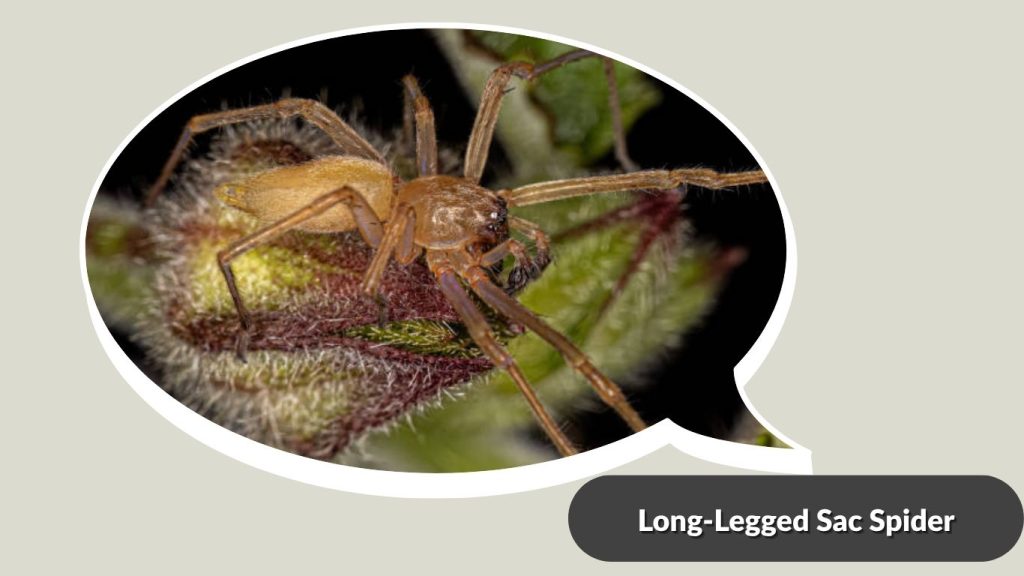 11 Types of Sac Spiders: Identification with Picture