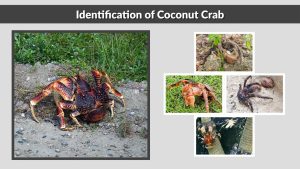 Coconut Crab: Identification, Facts, Size, Habitat, and Diet