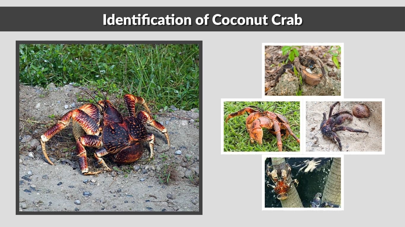 Coconut Crab: Identification, Facts, Size, Habitat, and Diet