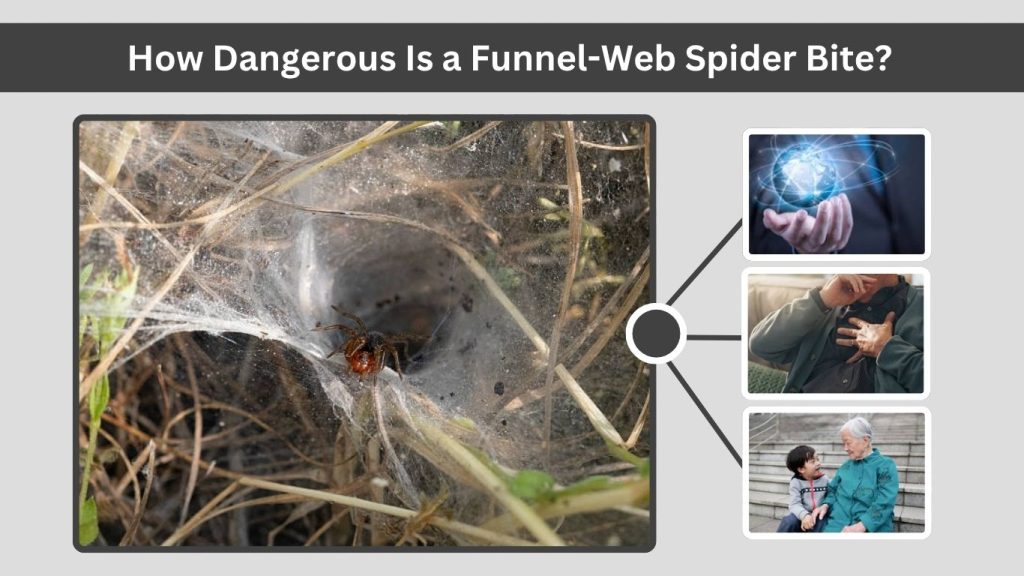 Funnel-Web Spider Bite: Symptoms, Treatment & Prevention
