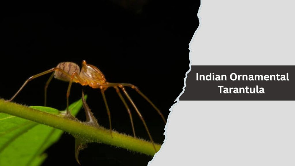 20 Common Types of Spiders Found in India (ID with Pictures)
