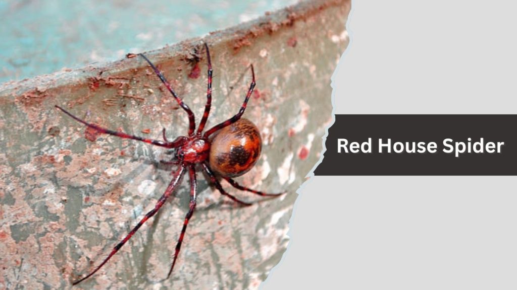 8 Types of Small Red Spiders In House: Id with Pictures