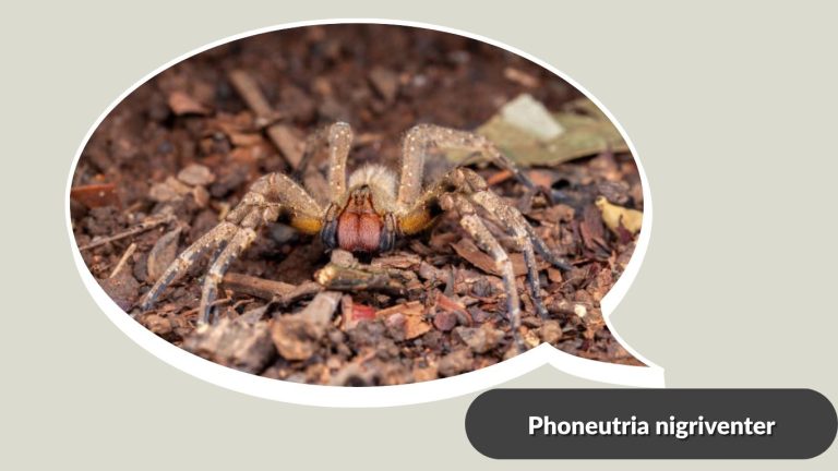 10 Types of Wandering Spiders (Phoneutria): Identification with Picture