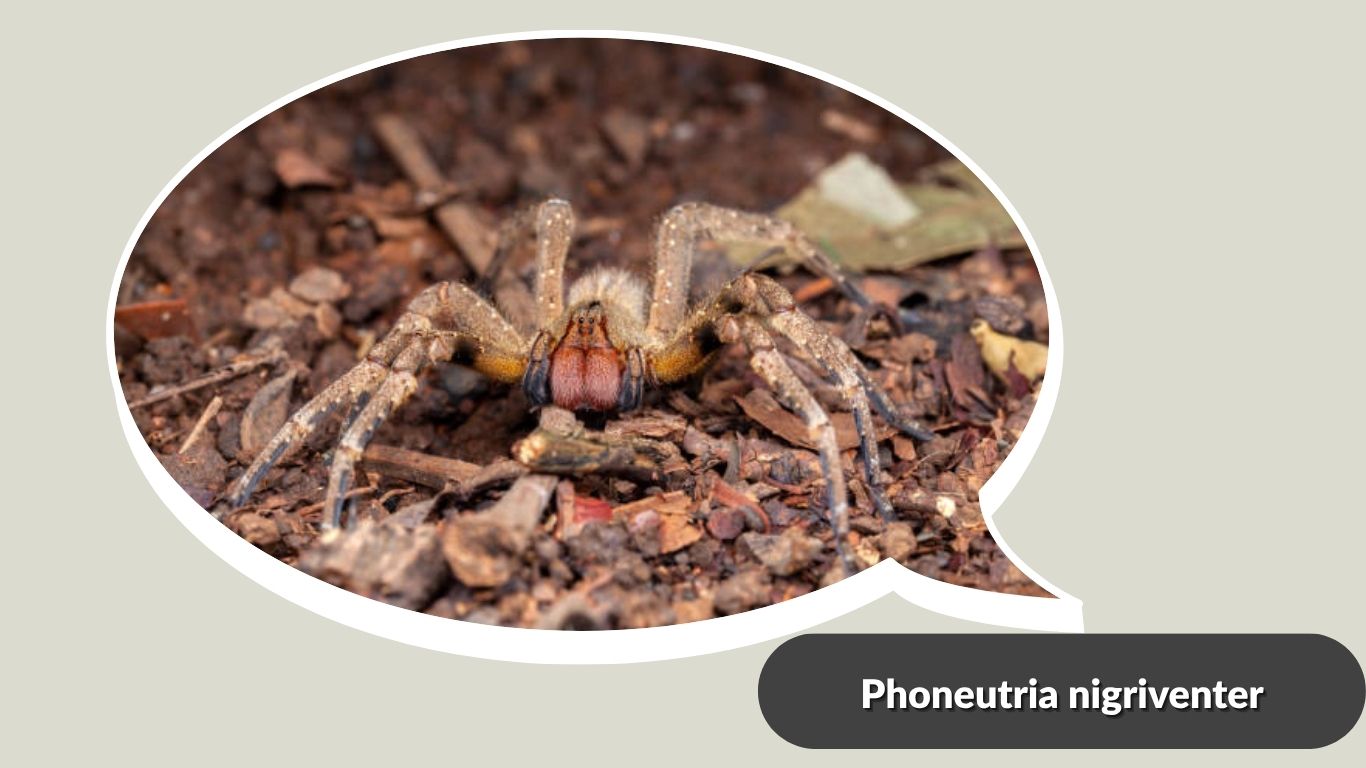 10 Types of Wandering Spiders (Phoneutria): Identification with Picture