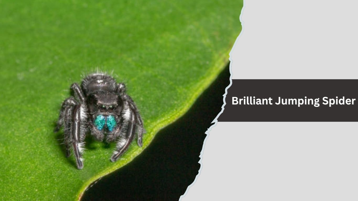 27 Types of Jumping Spiders: Identification with Pictures