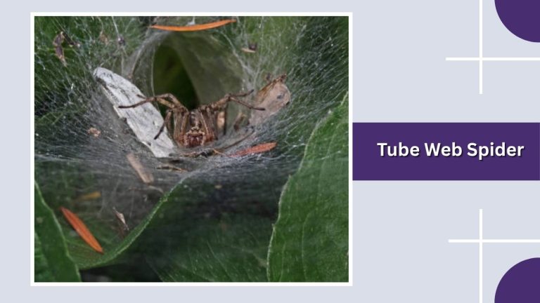30 Types of Common Australian Spiders (ID with Pictures)
