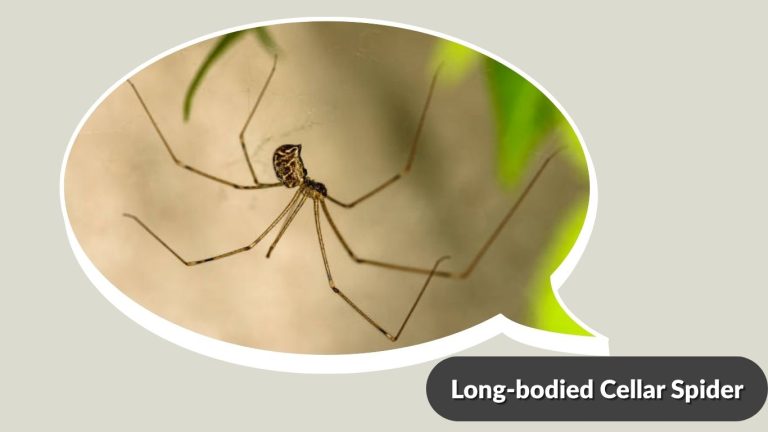 10 Spiders With Long Legs and Small Bodies (ID with Pictures)