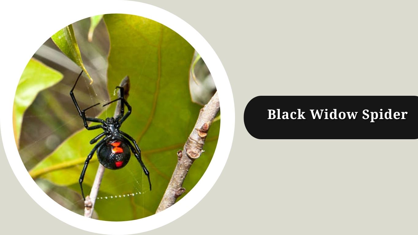 15 Common Spiders in Florida: Identification with Pictures