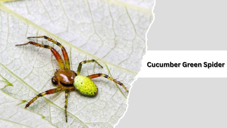 26 Common Green Spiders: Identification with Picture