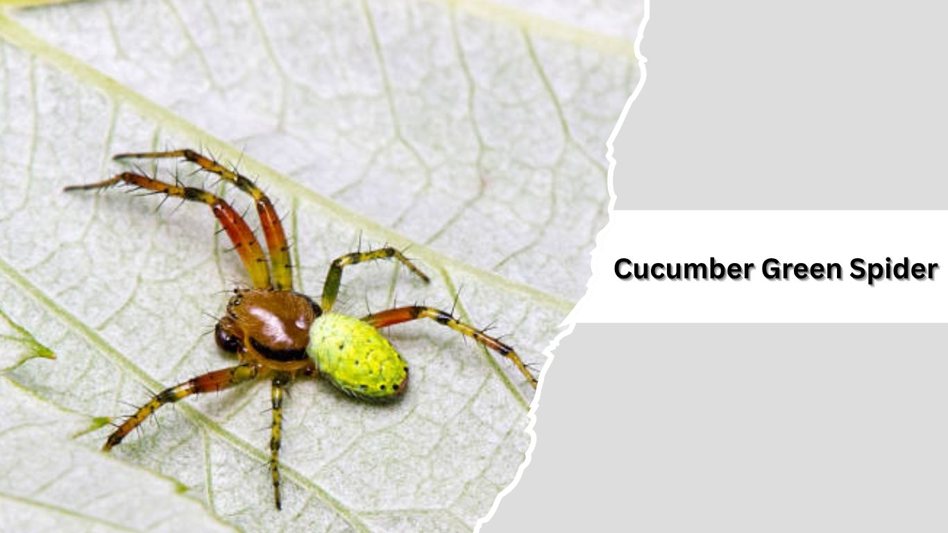 26 Common Green Spiders: Identification with Picture