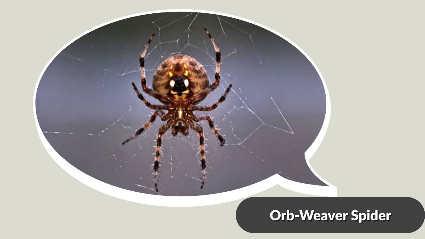 10 Types of Non-Poisonous Spiders That Are not Harmless to Humans