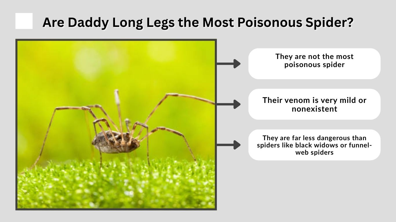 Are Daddy Long Legs Dangerous to Humans and Pets?