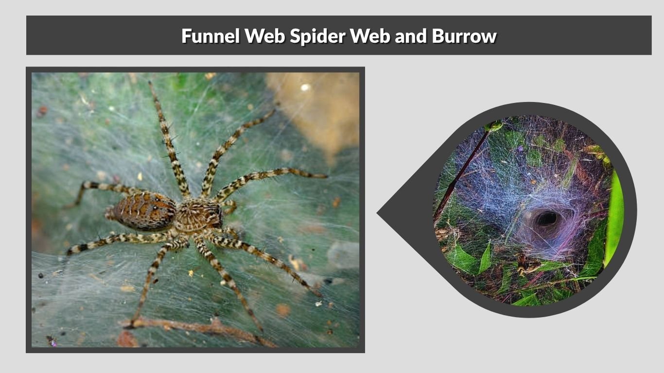 Funnel Web Spider: Identification, Habitat, Bite & Safety Guide