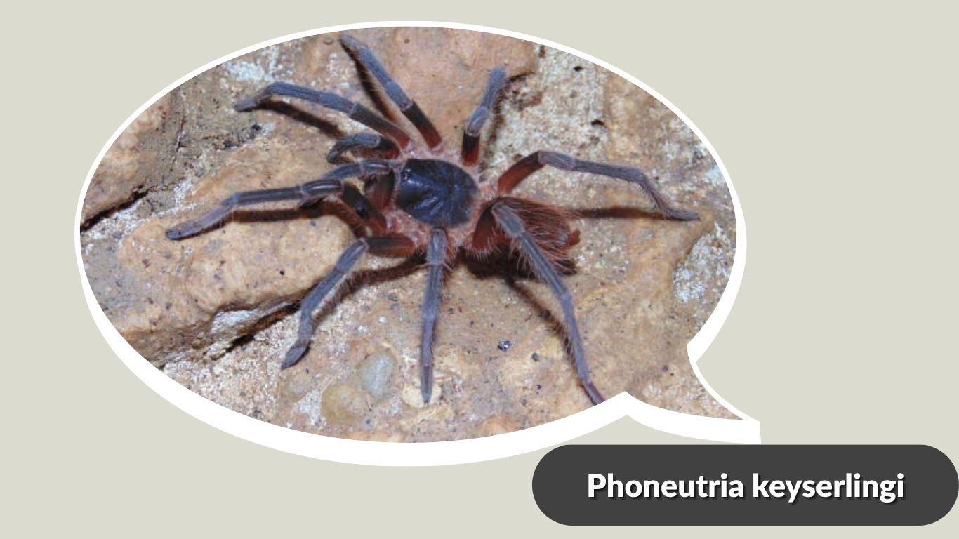 10 Types of Wandering Spiders (Phoneutria): Identification with Picture