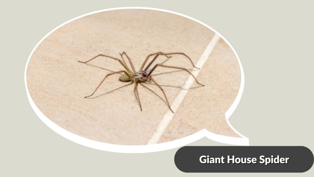 10 Spiders With Long Legs and Small Bodies (ID with Pictures)
