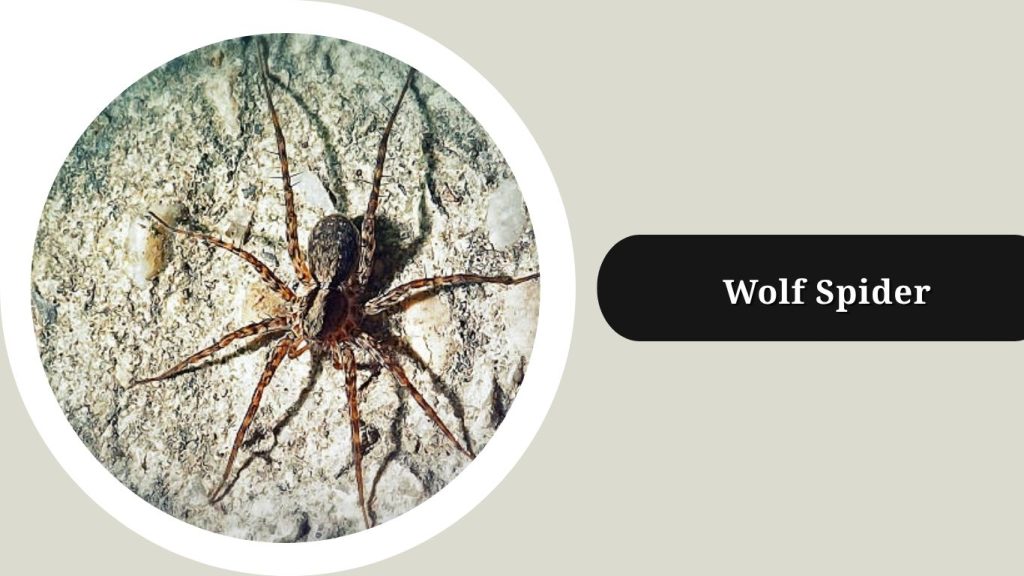 15 Common Spiders in Florida: Identification with Pictures