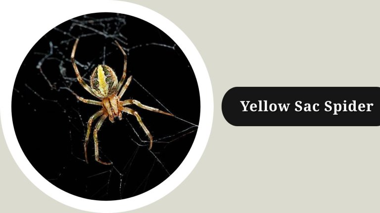 15 Types of Yellow Spiders: Identification with Pictures