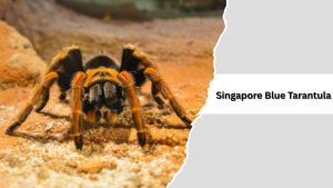 15 Types of Blue Spiders: Identification with Picture