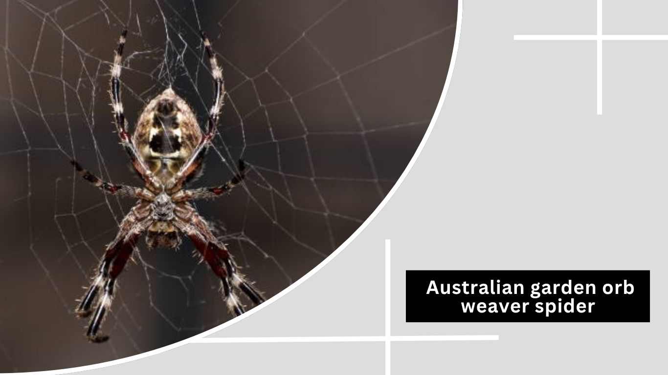 Garden Orb Weaver Spider: Identification, Bite & Safety Guide