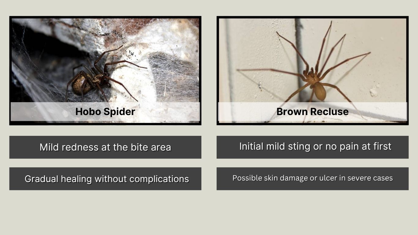 Hobo Spider vs Brown Recluse: Key Differences Guide