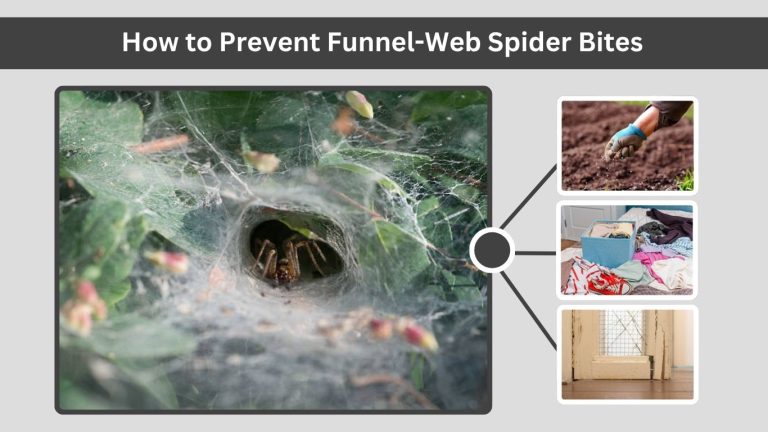 Funnel-Web Spider Bite: Symptoms, Treatment & Prevention