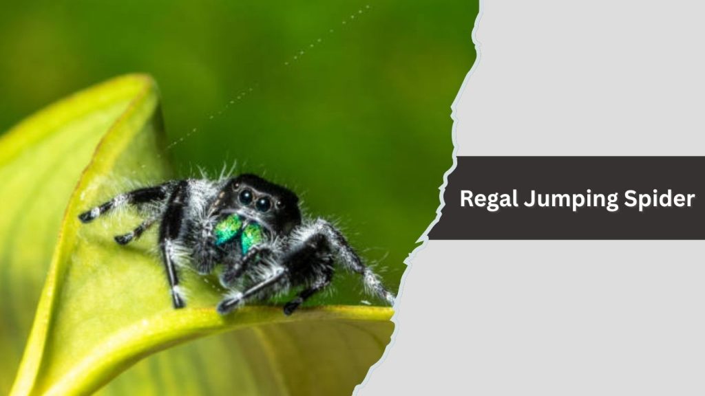 27 Types of Jumping Spiders: Identification with Pictures