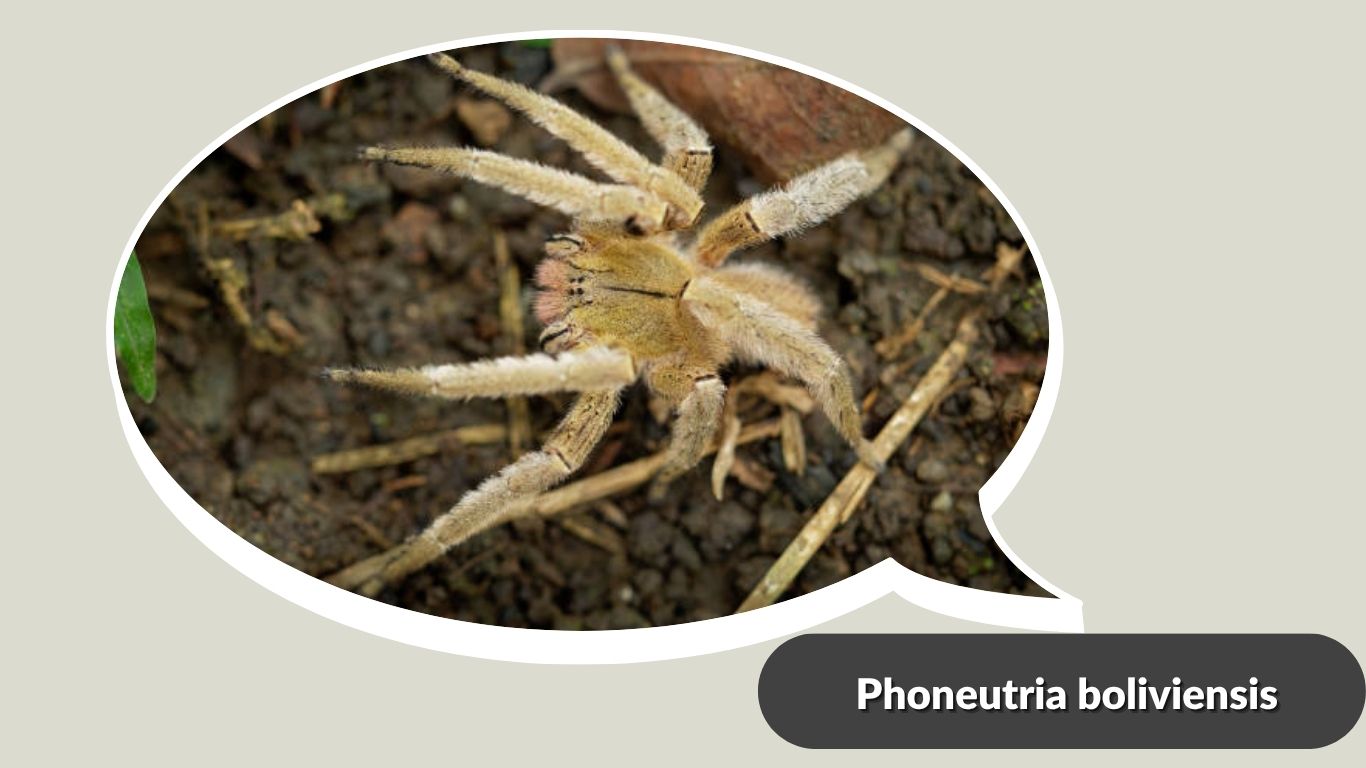 10 Types of Wandering Spiders (Phoneutria): Identification with Picture