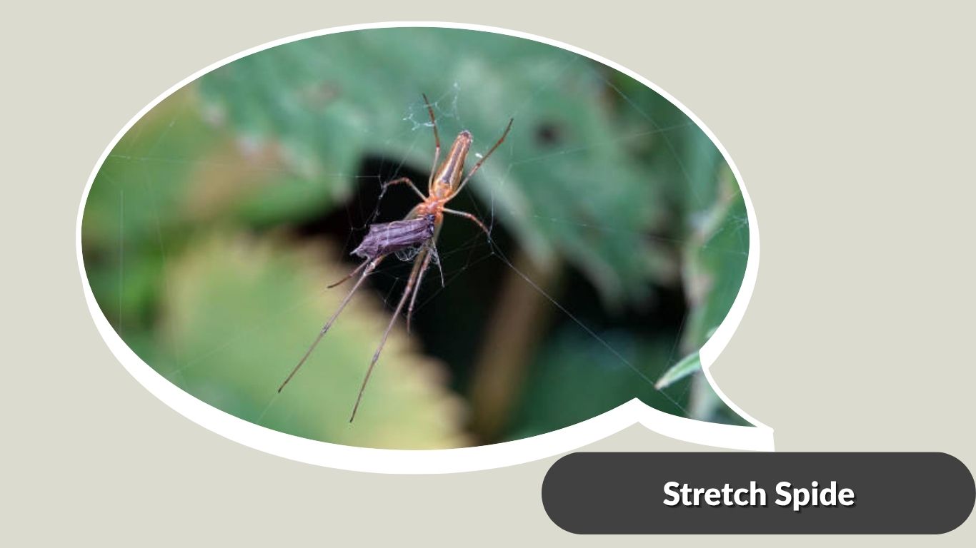 10 Spiders With Long Legs and Small Bodies (ID with Pictures)