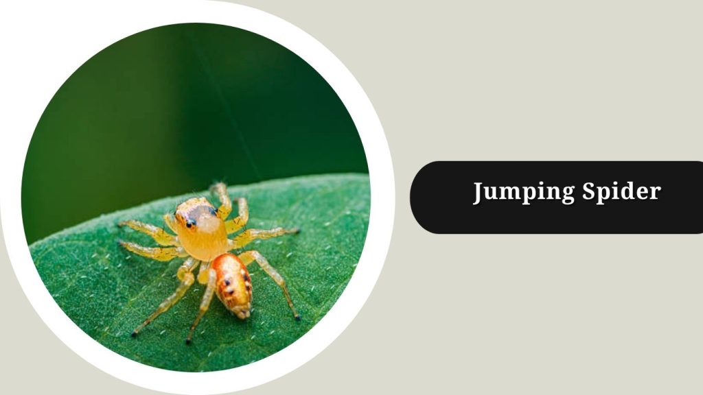 15 Common Spiders in Florida: Identification with Pictures