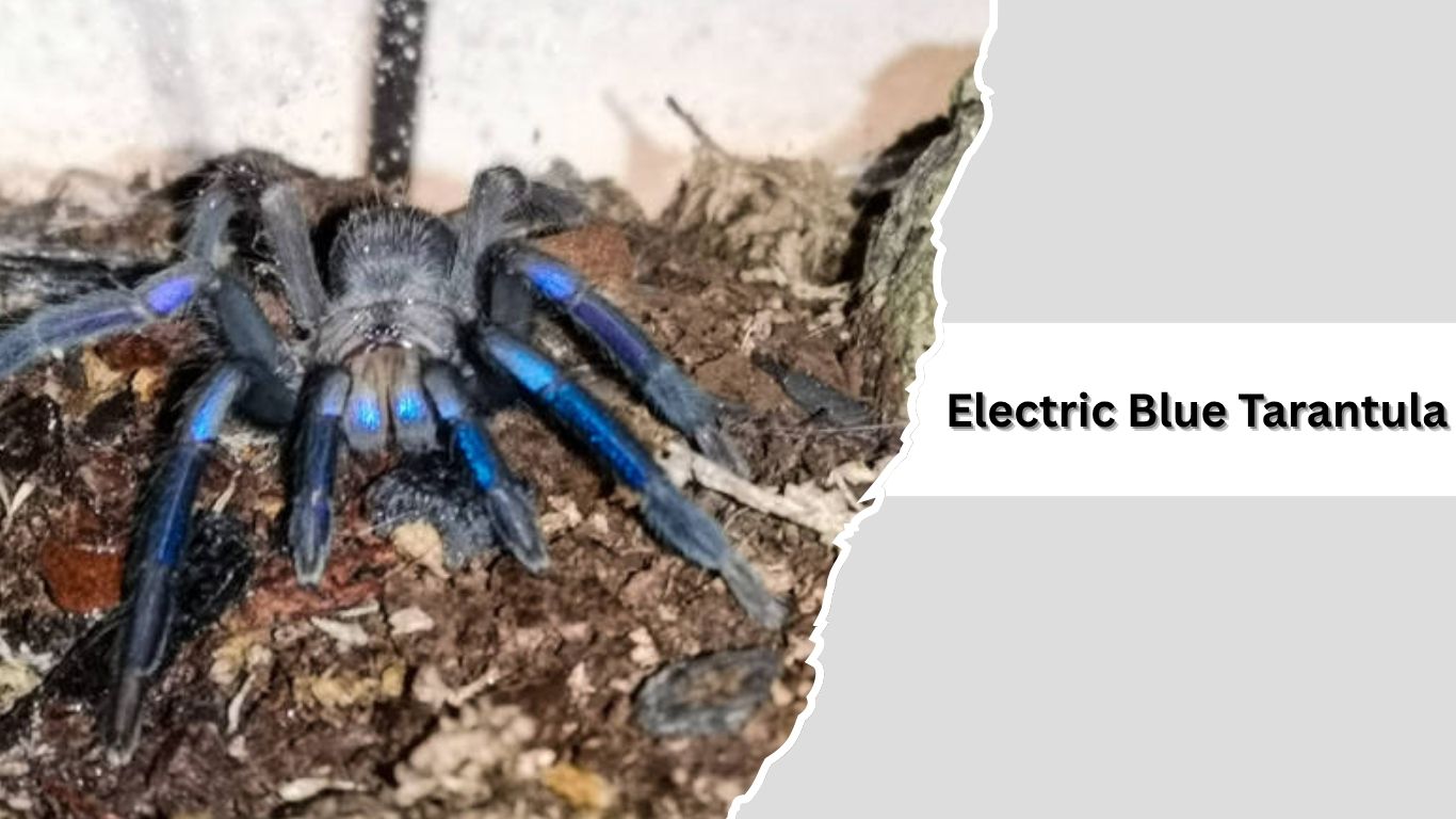 15 Types of Blue Spiders: Identification with Picture